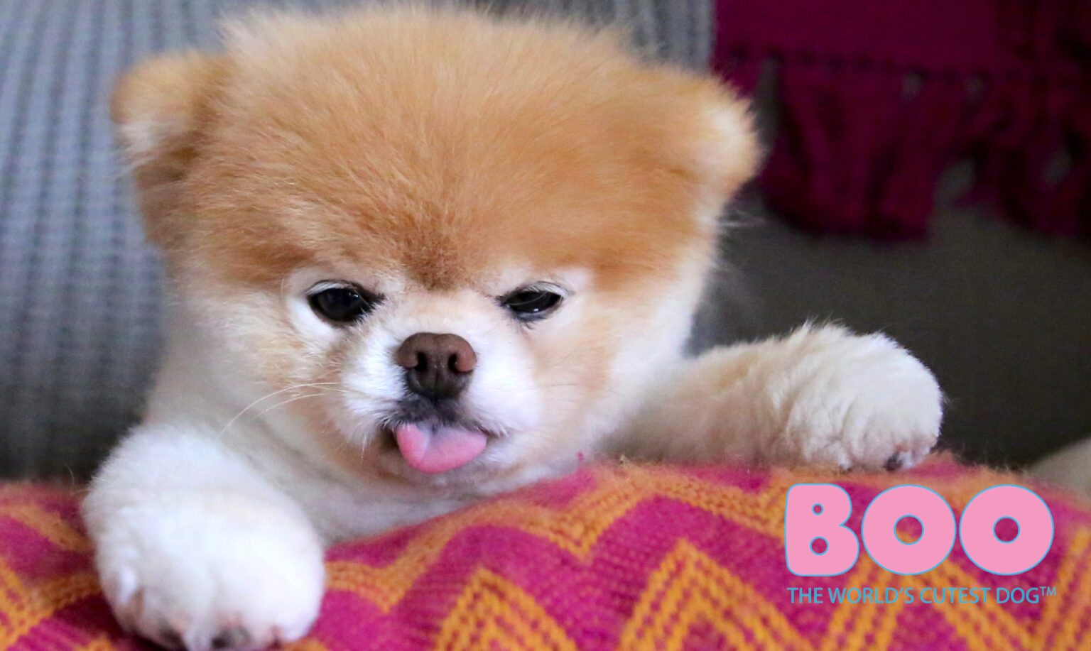 BOO the world’s cutest dog™ SHOP coming soon from THREADLESS!